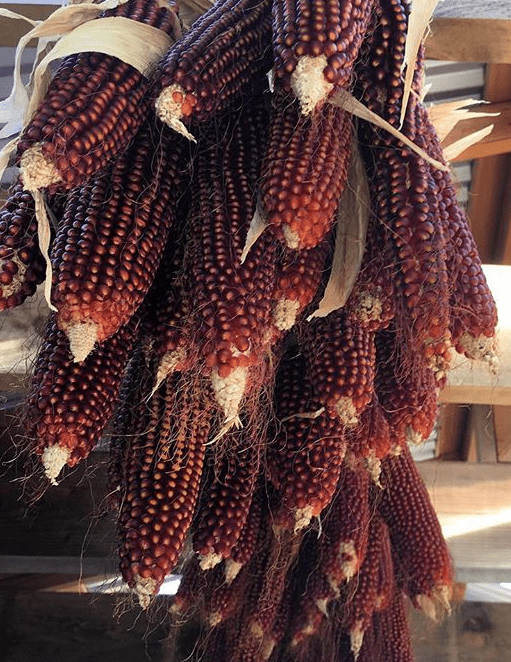 Floriani Red Flint Corn - Gaia Organics