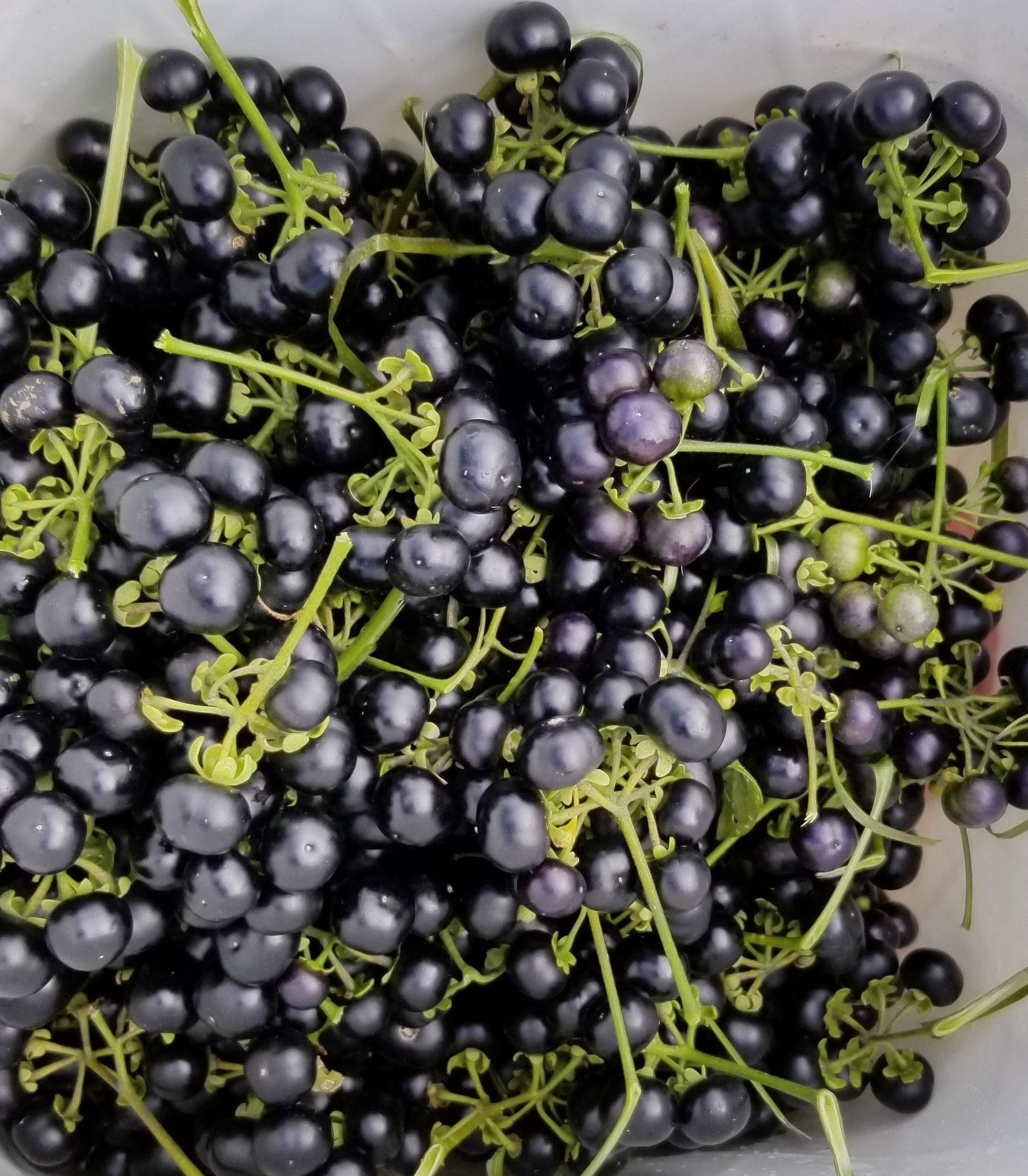 Garden Huckleberry - Gaia Organics