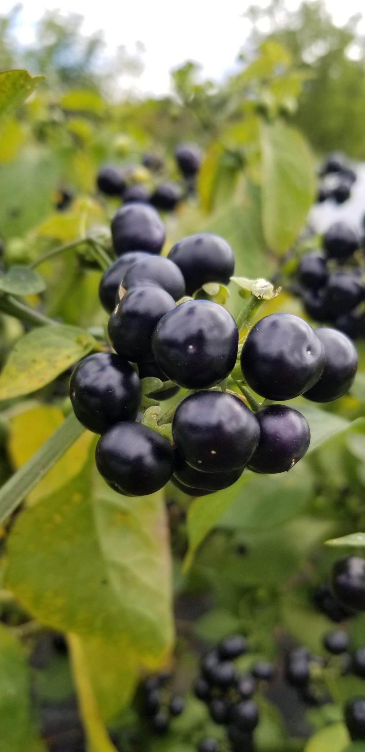 Garden Huckleberry - Gaia Organics