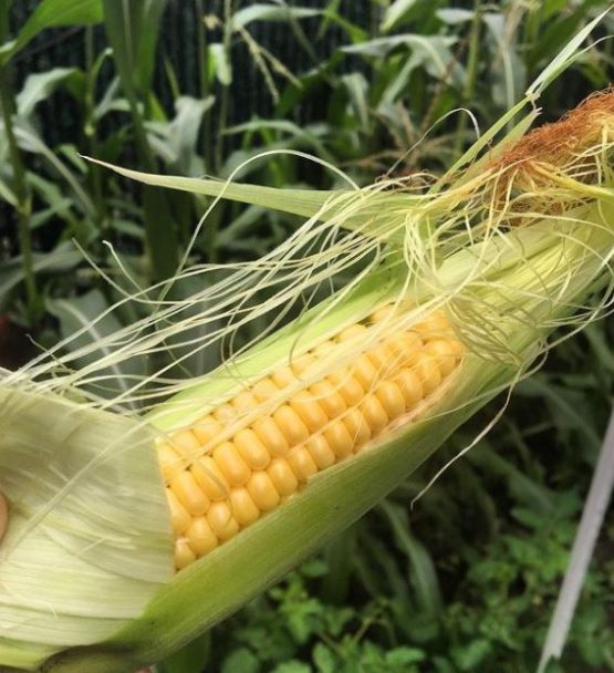 Golden Bantam Corn: A Taste of History for Your Garden - Gaia Organics