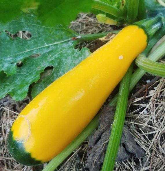 Golden Zucchini - Gaia Organics