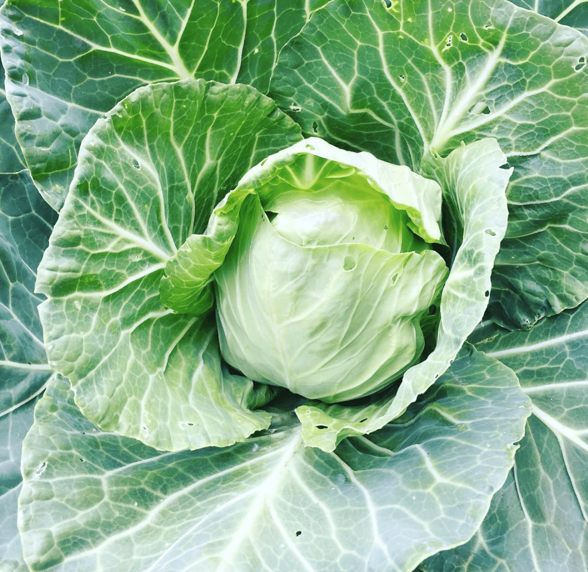 Golden Acre Cabbage - Gaia Organics