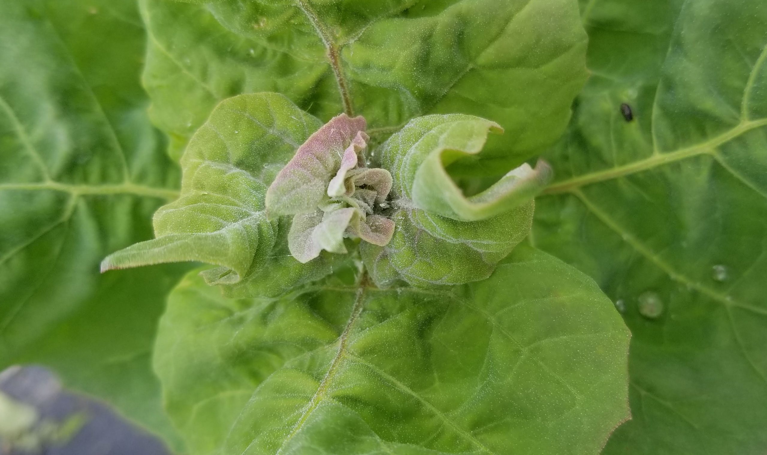 Green Velvet Orach - Gaia Organics