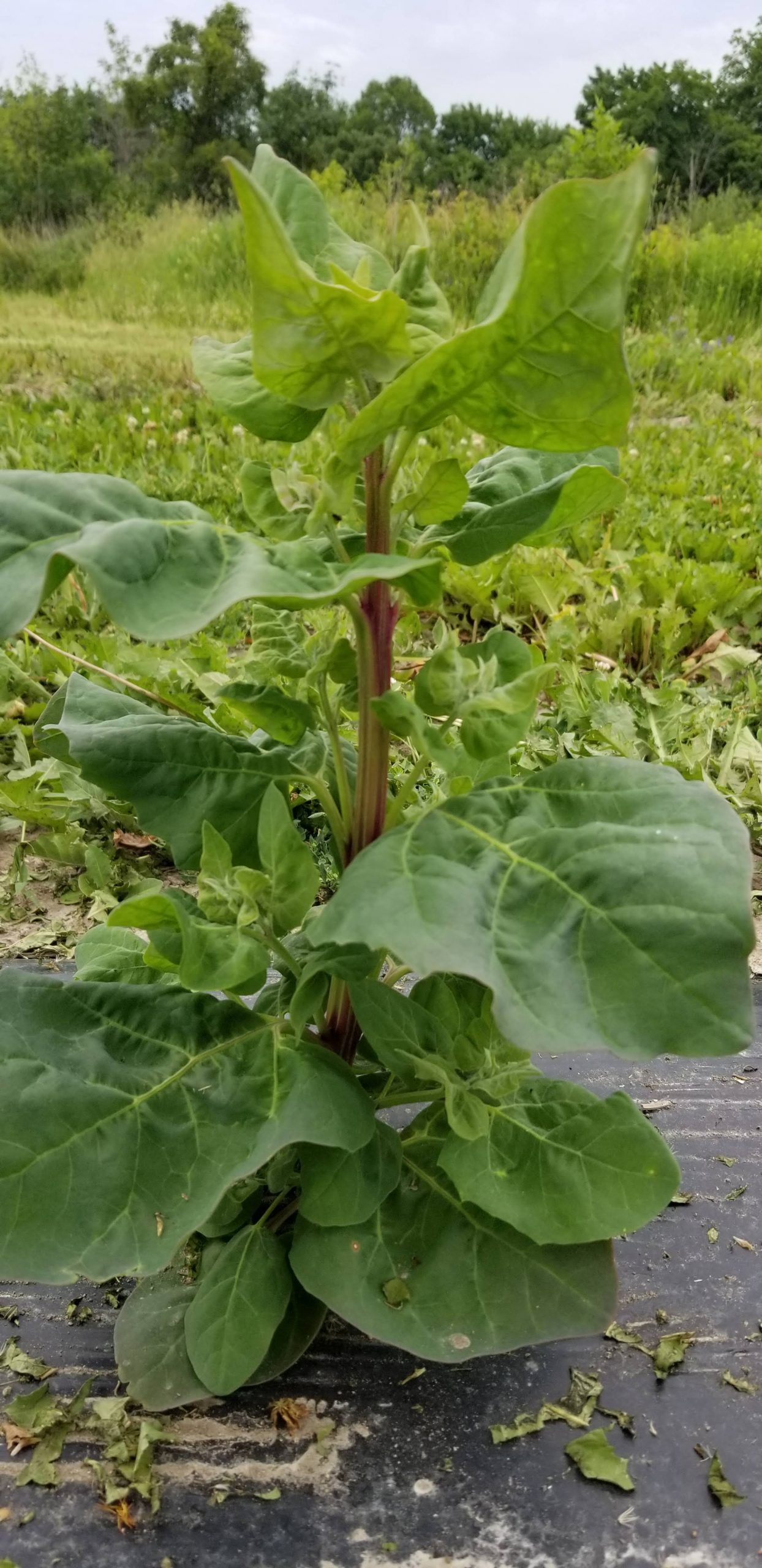 Green Velvet Orach - Gaia Organics