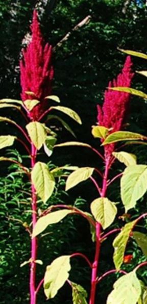 Hartman's Giant Amaranth - Gaia Organics