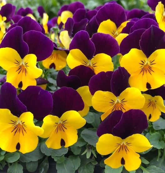 Helen Mount Johnny Jump-Up Violet - Gaia Organics