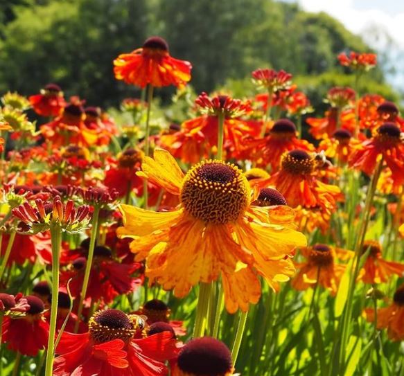 Helen's Flower Mix - Gaia Organics