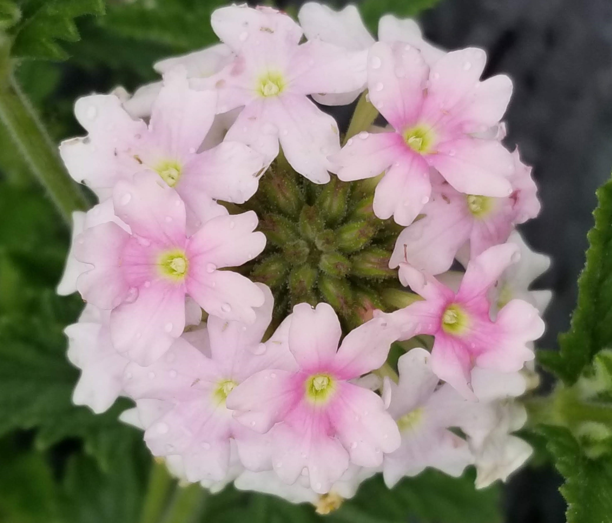 Ideal Florist Verbena Mix - Gaia Organics