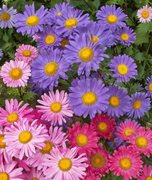 China Idyll Extra Aster Mix - Gaia Organics