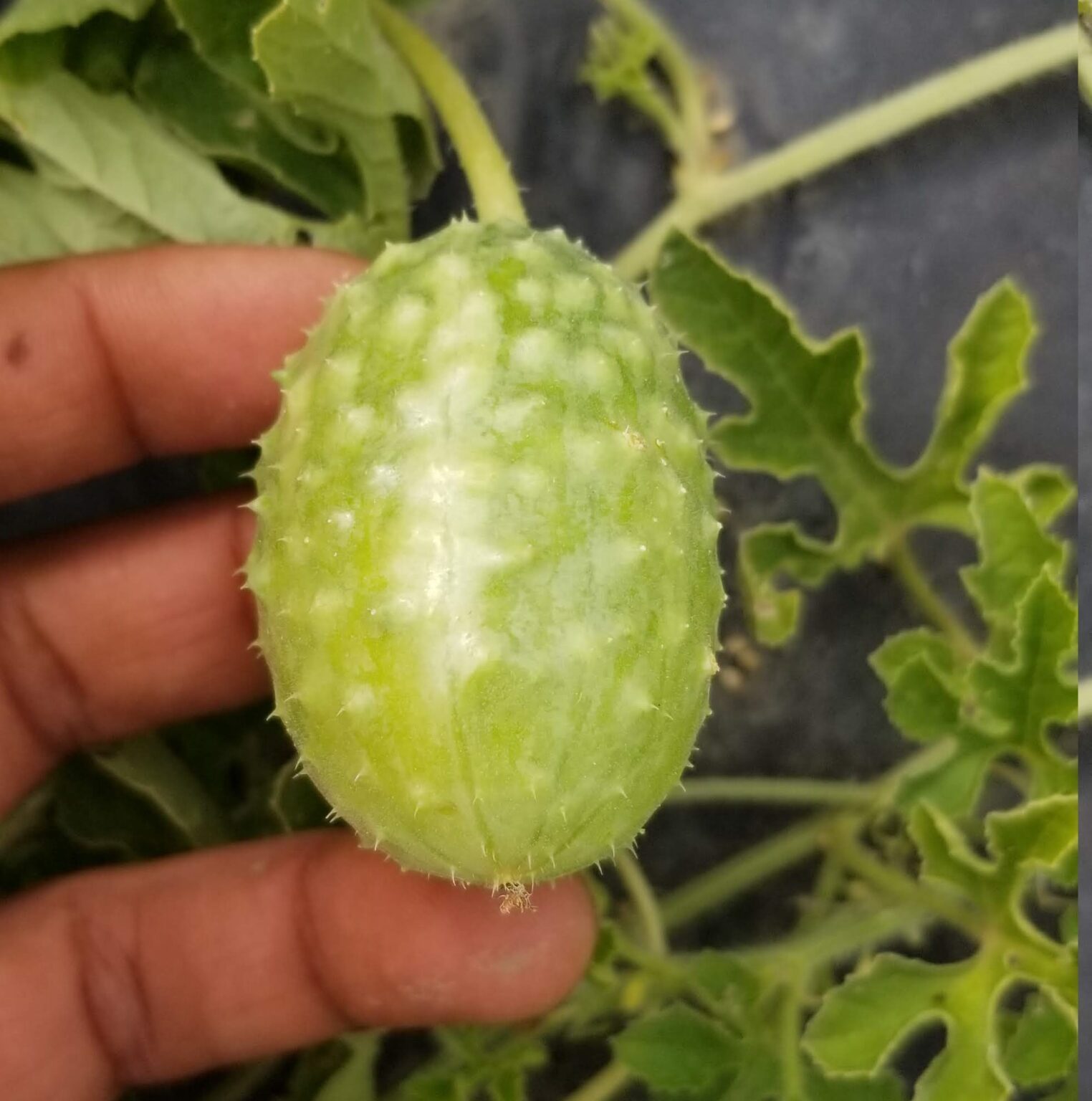 Jamaican Burr Gherkin - Gaia Organics