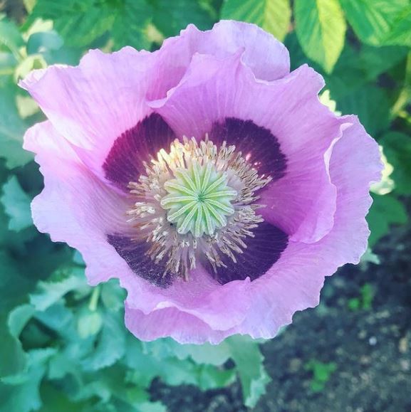 Large Lavender Poppy - Gaia Organics