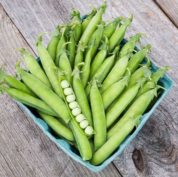 Laxton's Progress Number 9 Pea - Gaia Organics