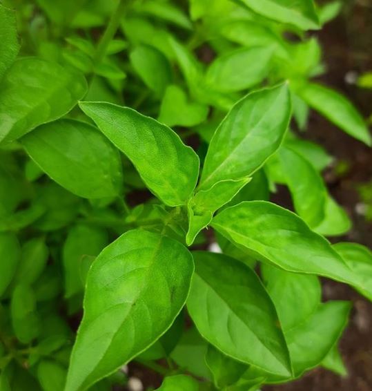 Lemon Basil - Gaia Organics