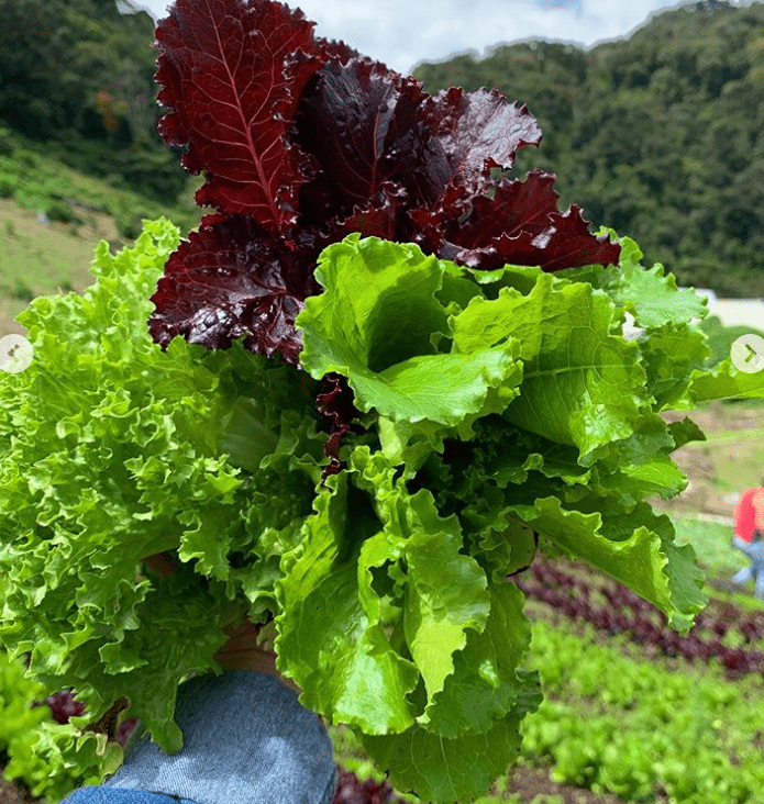 Lettuce Mix - Gaia Organics