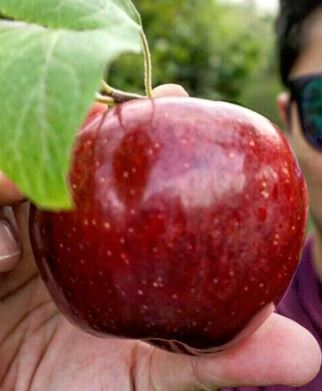 Liberty Apple Tree - Gaia Organics