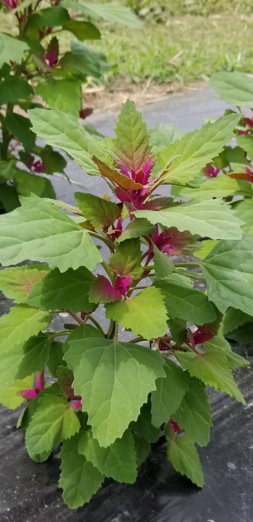 Magenta Spreen - Lambsquarter - Gaia Organics