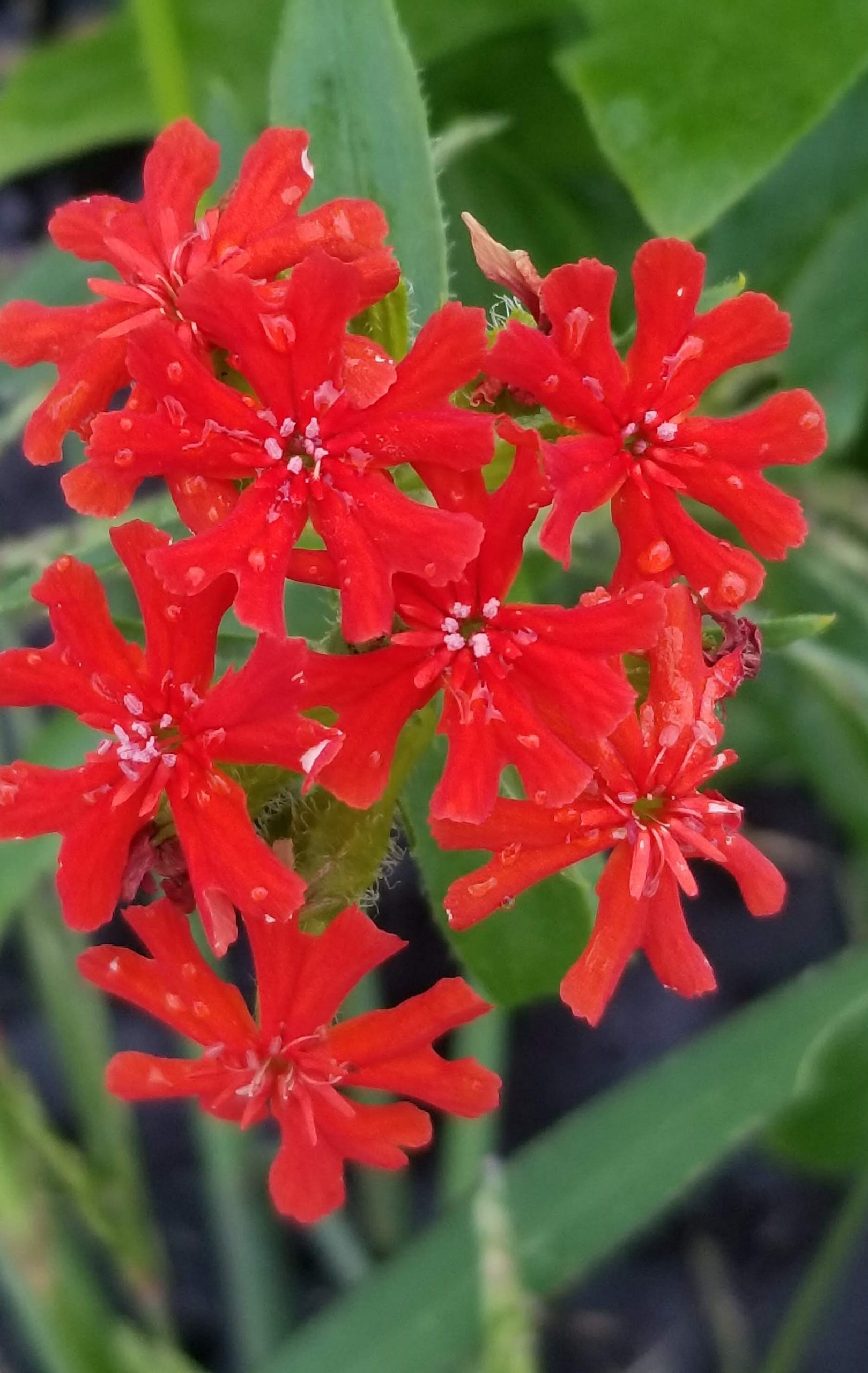 Maltese Cross - Gaia Organics