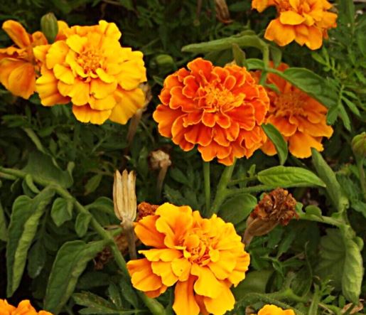 Mixed Colours Marigold - Gaia Organics