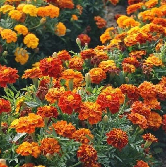 Sparky French Marigold Mix - Gaia Organics