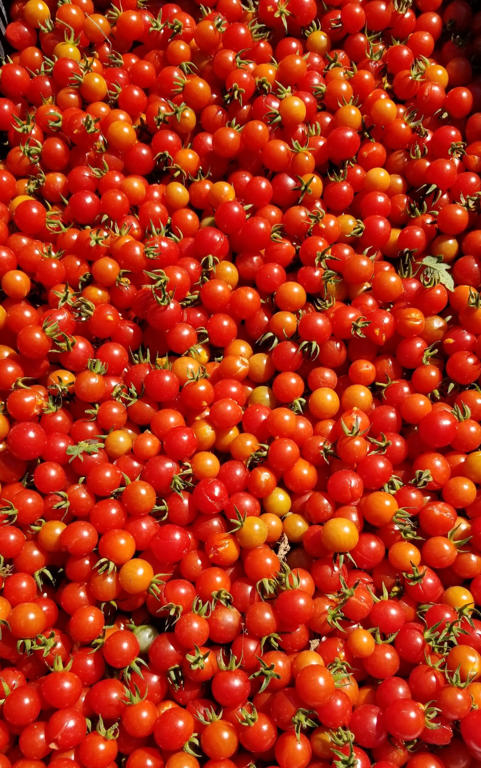 Matt's Wild Tomato - Gaia Organics