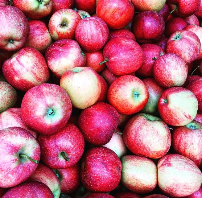 Apple Tree Seeds - Gaia Organic Seeds