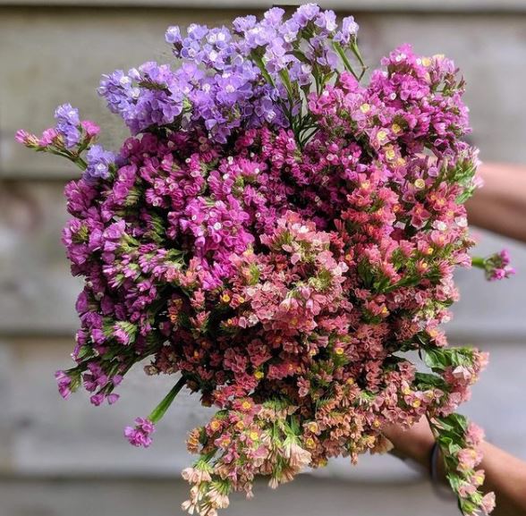 Mixed Colours Statice - Gaia Organics