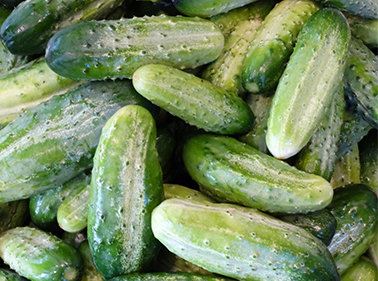 Modern Early Cucumber - Gaia Organics