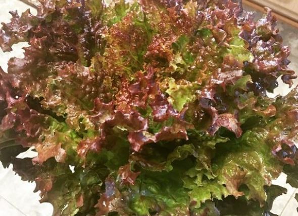 New Red Fire Lettuce - Gaia Organics
