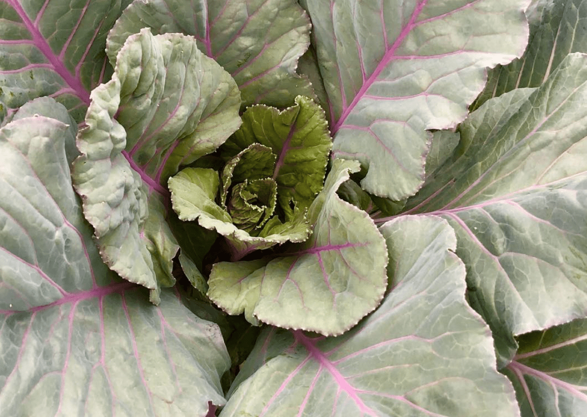 Ole Timey Blue Collard - Gaia Organics