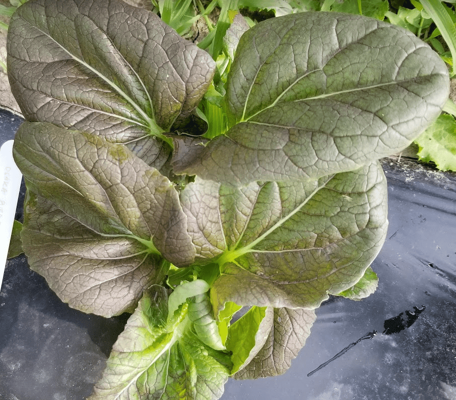 Osaka Purple Mustard - Gaia Organics