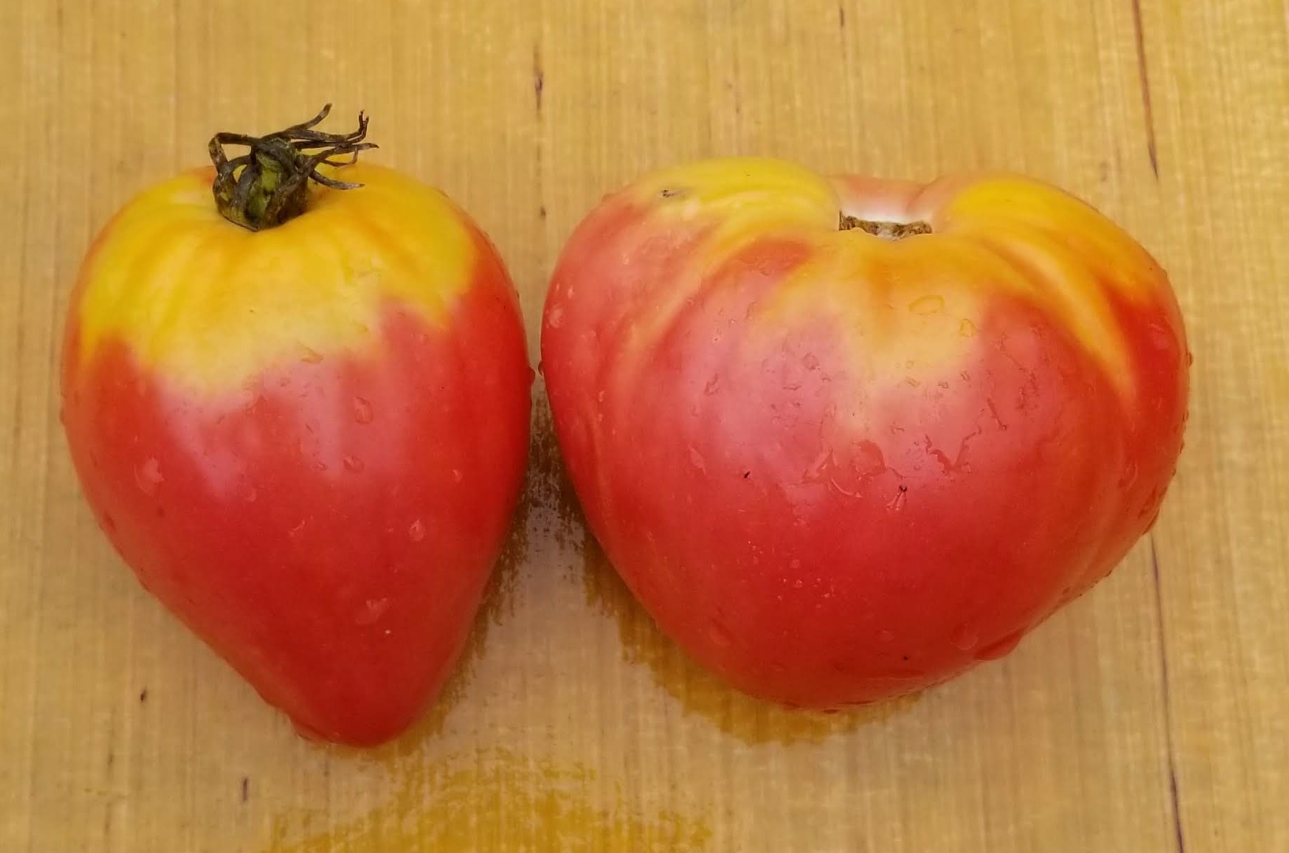 Oxheart White Tomato - Gaia Organics