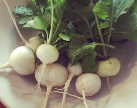 Philadelphia White Box Radish - Gaia Organics