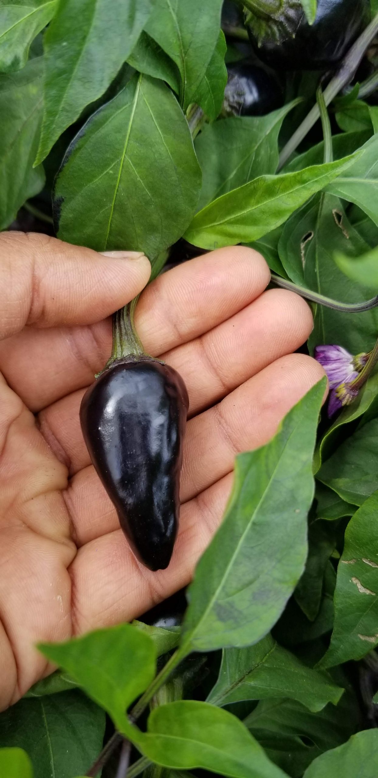 Purple Jalapeno Hot Pepper - Gaia Organics