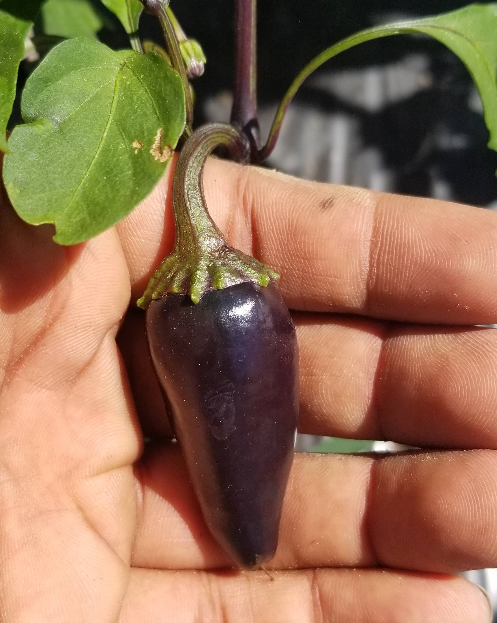 Purple Jalapeno Hot Pepper - Gaia Organics