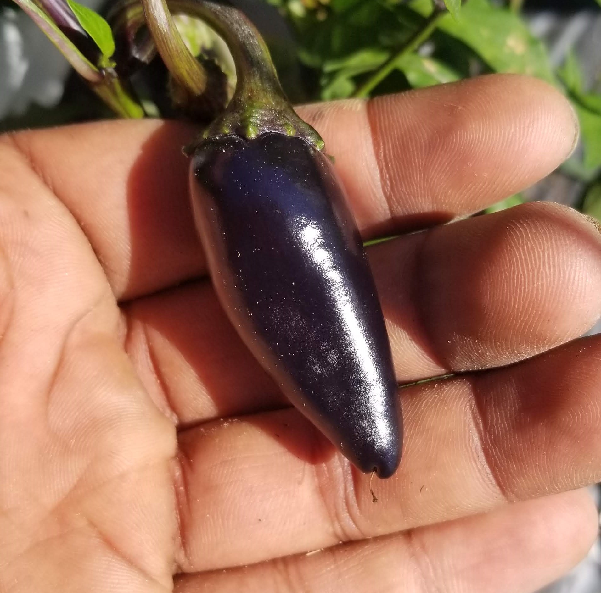 Purple Jalapeno Hot Pepper - Gaia Organics