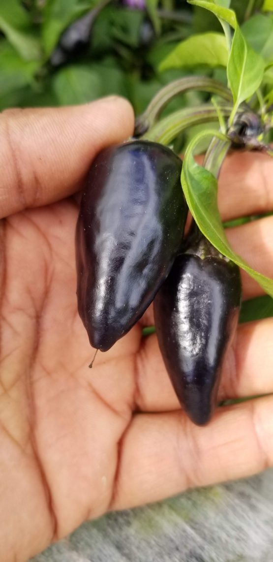 Purple Jalapeno Hot Pepper - Gaia Organics