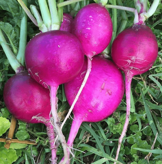 Purple Plum Radish - Gaia Organics
