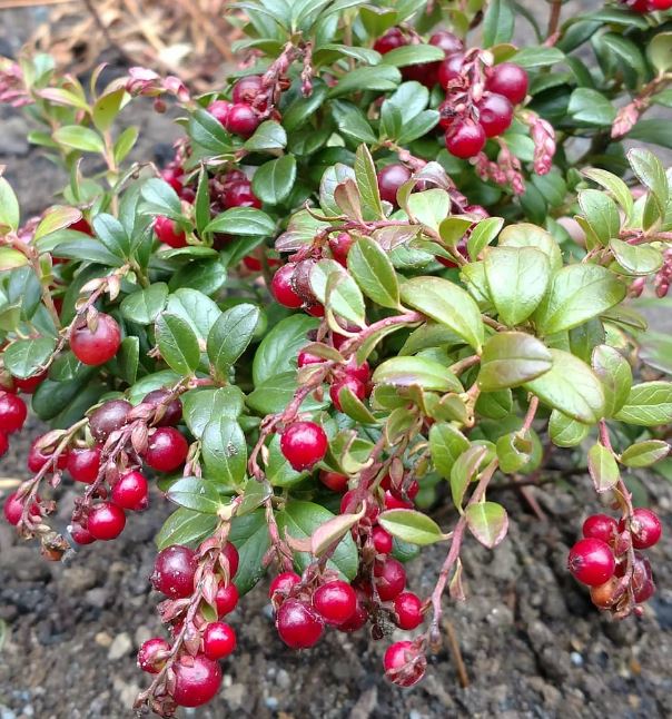 Red Candy Lingonberry - Gaia Organics