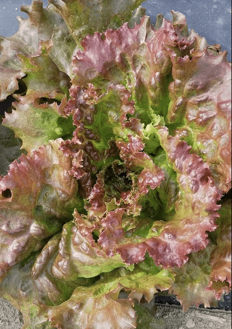 Red Sail Lettuce - Certified Organic - For Market Gardeners