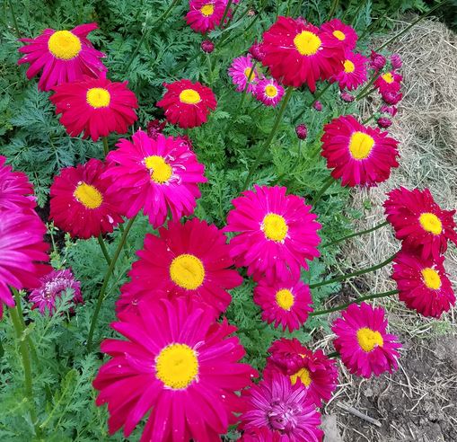 Robinson's Red Pyrethrum/Painted Daisy - Gaia Organics