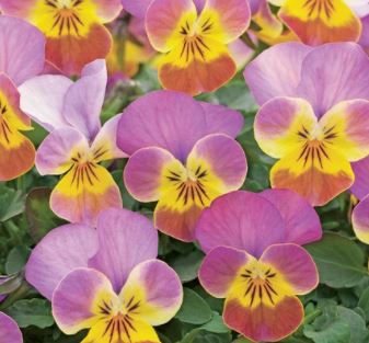 Rose Antique Gem F1 Violet - Gaia Organics