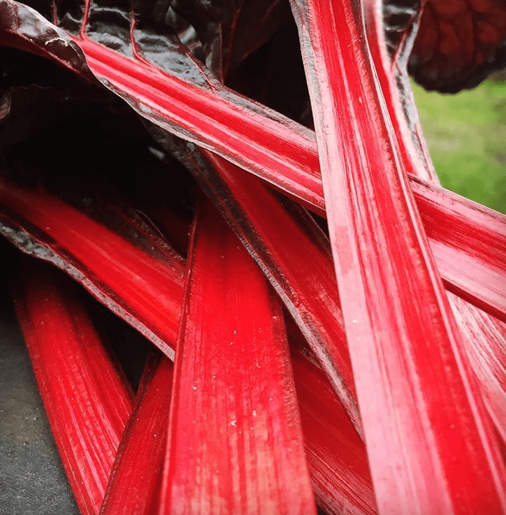 Ruby/Rhubarb Red Chard - Gaia Organics