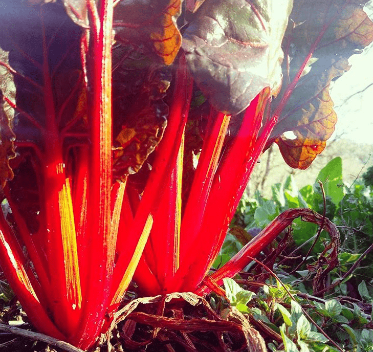 Ruby/Rhubarb Red Chard - Gaia Organics