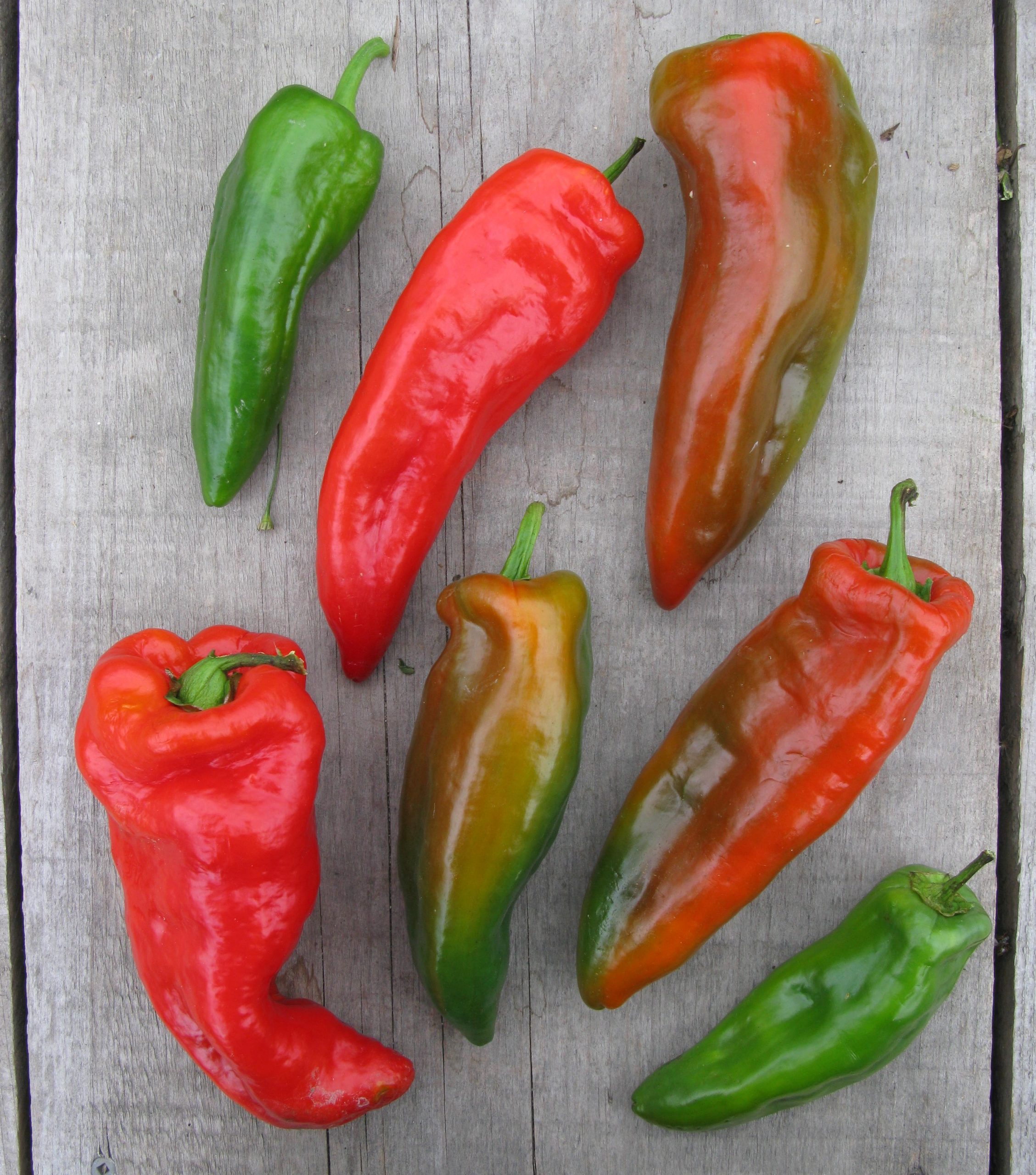Shepherd Sweet Pepper - Gaia Organics