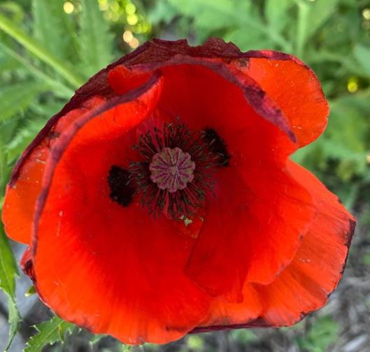 Red & Pink Double Poppy Mix - Gaia Organics