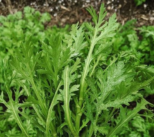 Shungiku - Gaia Organics