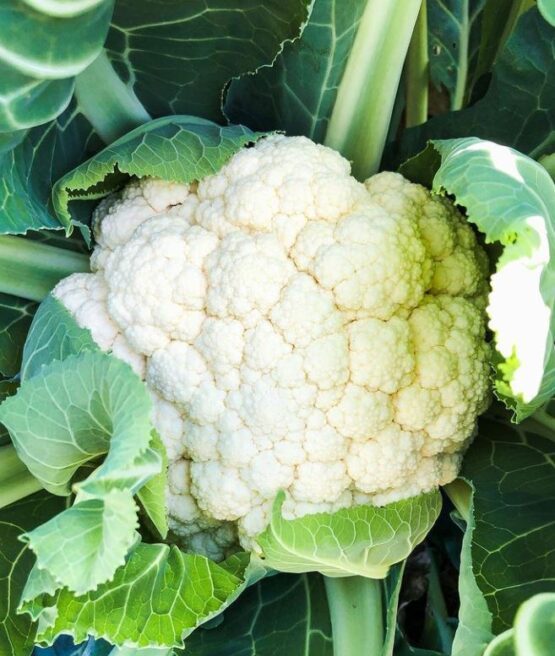 Snow Crown Cauliflower - Gaia Organics