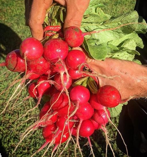 Radish Mix - Gaia Organics