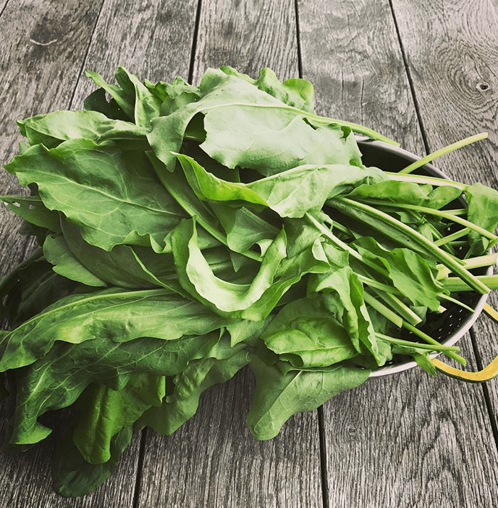 Sorrel - Gaia Organics