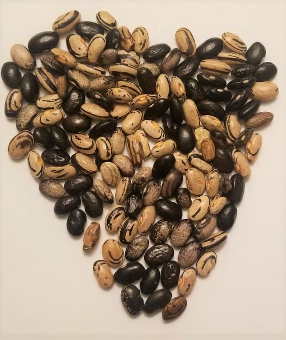 Little Brown Zebra Bean - Gaia Organics